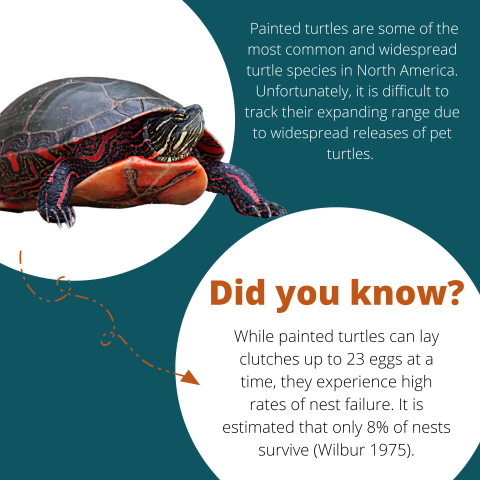 Wild Turtle Week 2023 Infographics | U.S. Fish & Wildlife Service